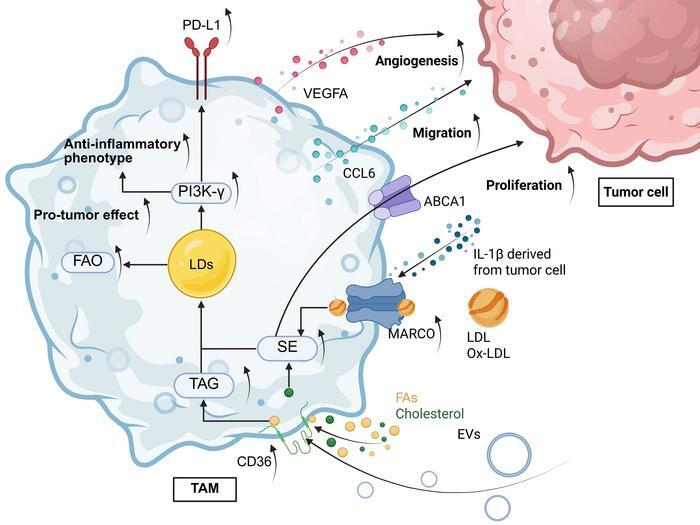 Lipid droplets in the tumor microenvironment - NewsBreak