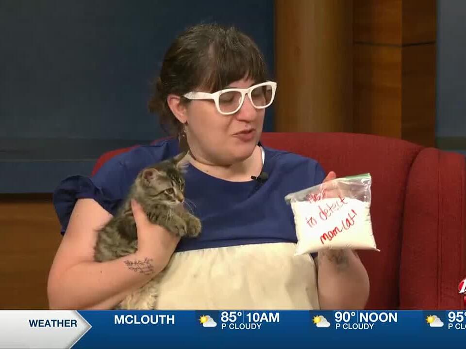 HHHS - Meet Bumble the Cat