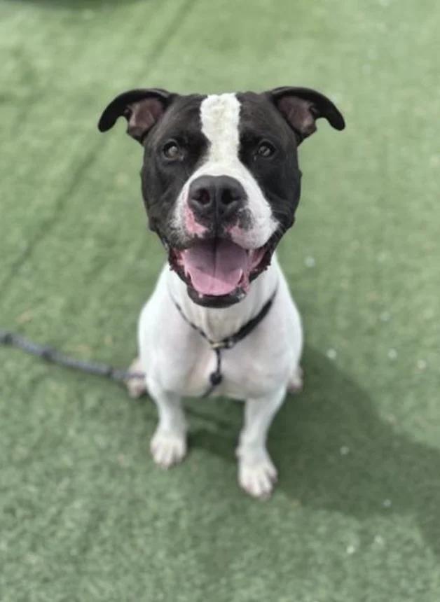 Forever Friday: Meet Cali, the West LA Shelter Dog Left Behind When His ...