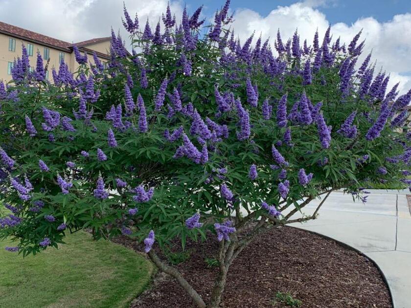 Those purple flowers putting on a stunning show right now are the easy-to-care-for vitex