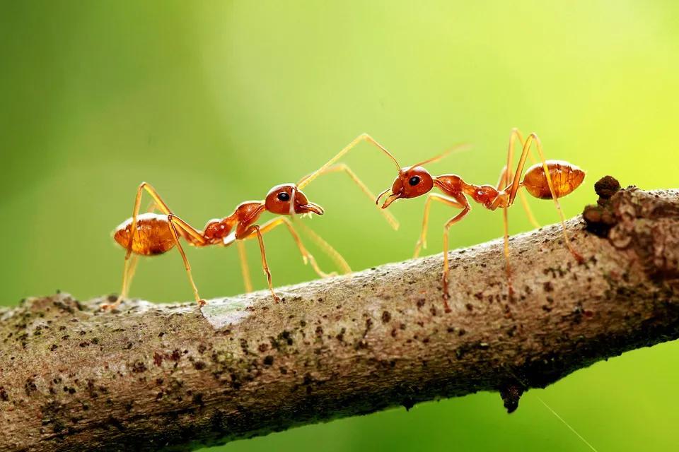 Government Staffing Cuts Have Fueled an Ant-Smuggling Boom - NewsBreak