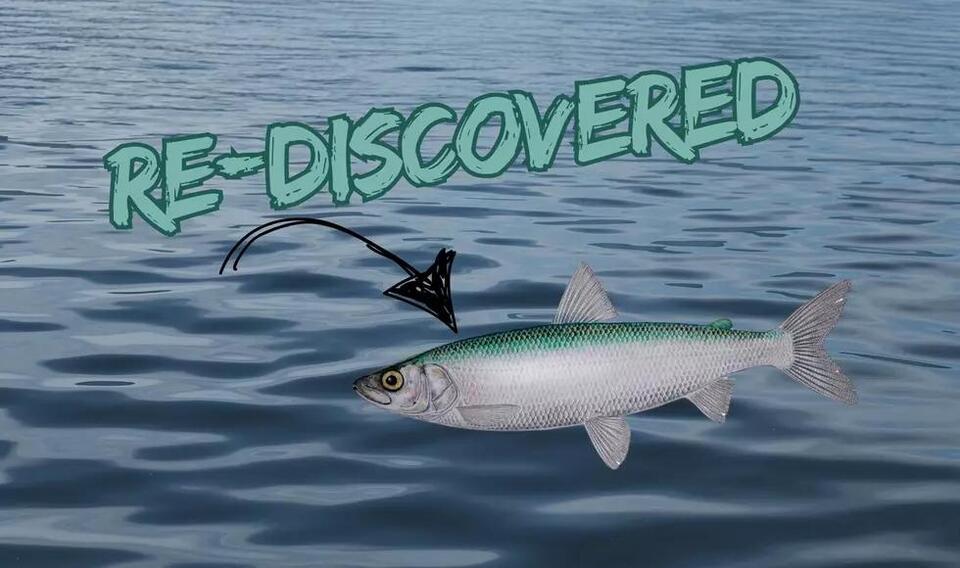 Long-Thought Extinct Michigan Fish Rediscovered In The Most ...