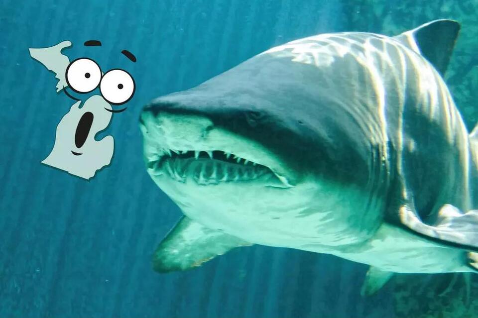 Michigan’s Favorite Shark From Shark Week is a Brute - NewsBreak