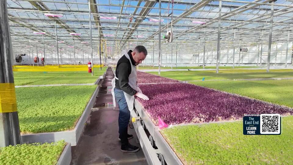 The East End: Flavour Fields Microgreens - NewsBreak
