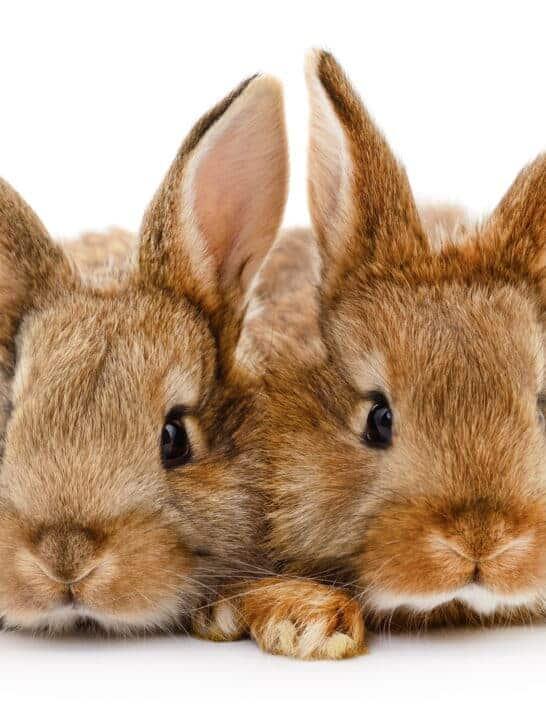 Top 10 Friendliest Animals Around the Globe - NewsBreak