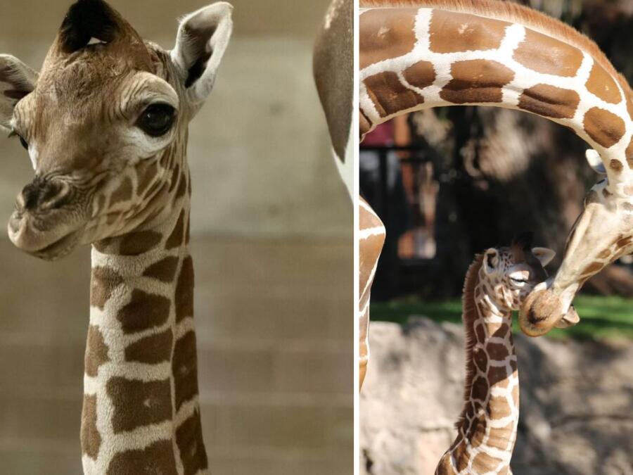 Reid Park Zoo Shares New Photos of Baby Giraffe and Asks Fans to Vote ...
