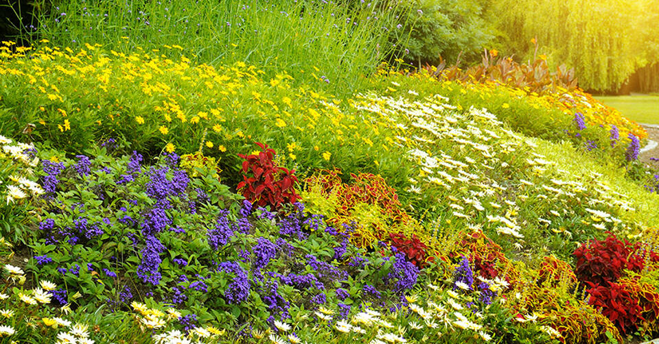 No More Manure: 10 Vegan Fertilizer Options For Your Garden - NewsBreak