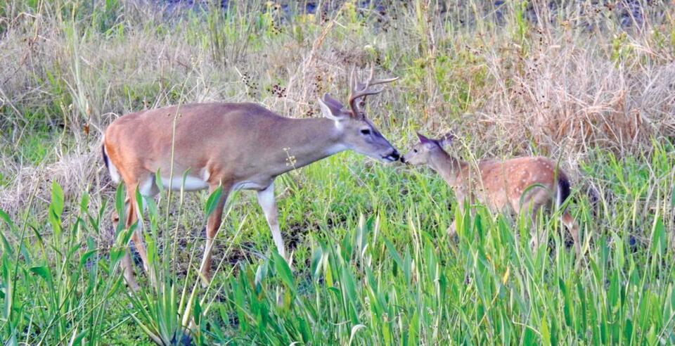 Babcock Ranch Scenes - NewsBreak