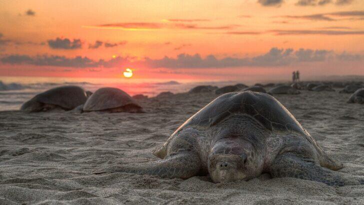 Animals and Wildlife in Mexico - NewsBreak