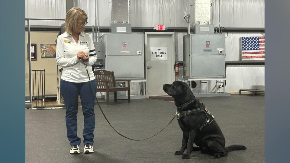 Denied: The rise of fake service dogs and the harm it's doing to those ...