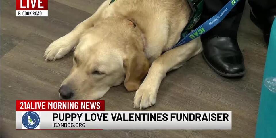 ICAN service dogs in training will be delivering Valentine’s Day treats ...
