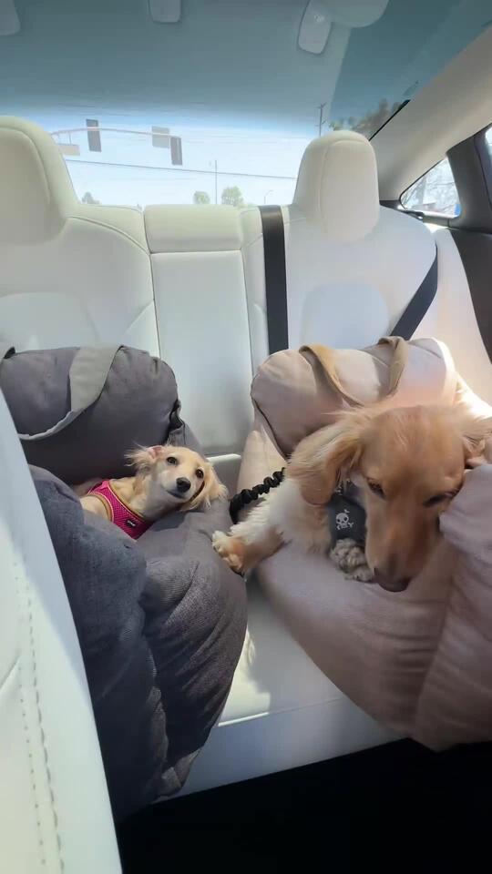 Turns out the Plus doesnt help with Willa but it helps with my itchy ...