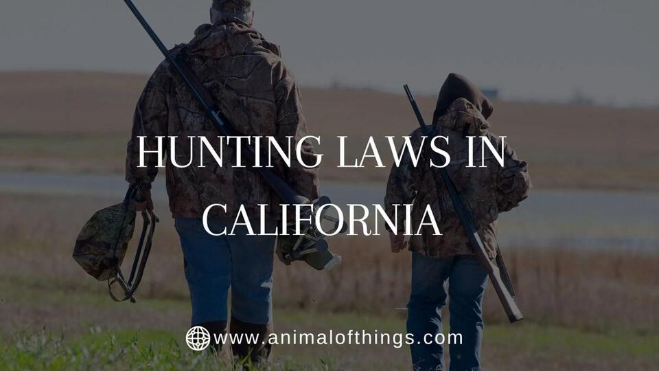 California Hunting Laws: Licenses, Seasons, and Rules Every Hunter Must ...
