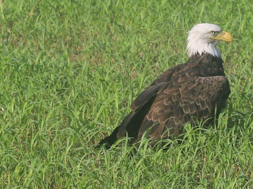 Missouri Department Of Conservation Says “Injured” Bald Eagle Was ...