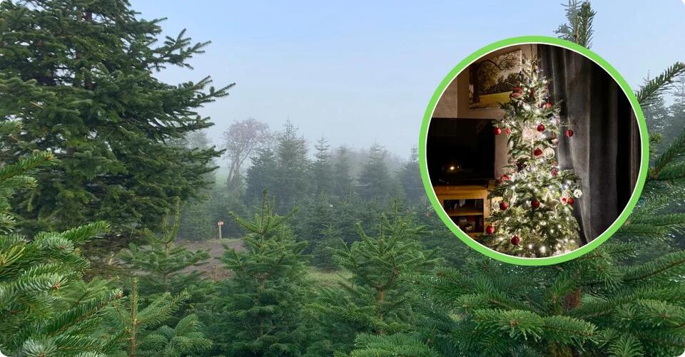 Christmas Tree Prices Remain Steady – Here’s Why This Might Be The Year ...