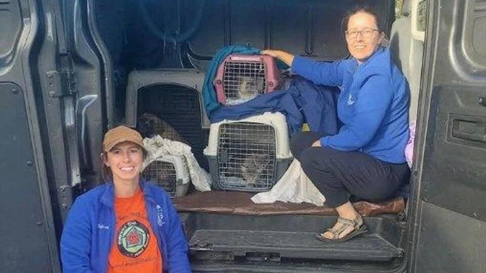 Homeward Trails Animal Rescue establishes permanent base to aid pets in ...