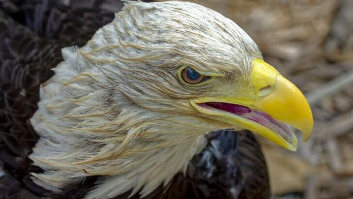 The Oldest Bald Eagle To Soar Through US Air - NewsBreak