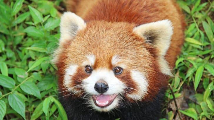 13 Most Exotic Animals Hiding in Americas Backyards - NewsBreak