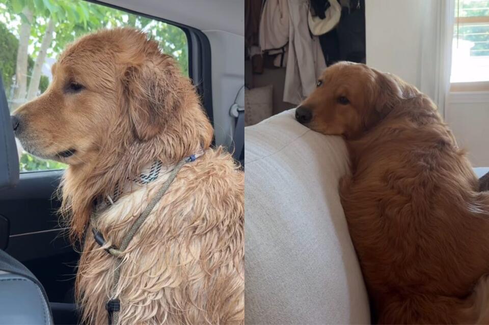 Video: Owner Shares What Made ‘Overly Emotional’ Golden Retriever Sad ...