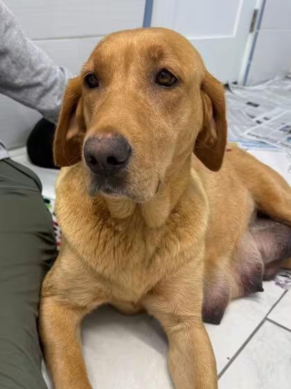 🐶 Playful Labrador Retrievers Ready for Adoption in DeSoto - NewsBreak