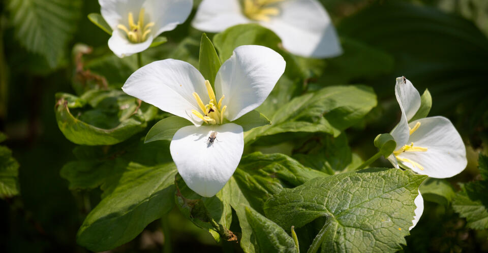 Shade-Loving Flowers That Don’t Need Sunlight To Bloom In Michigan ...