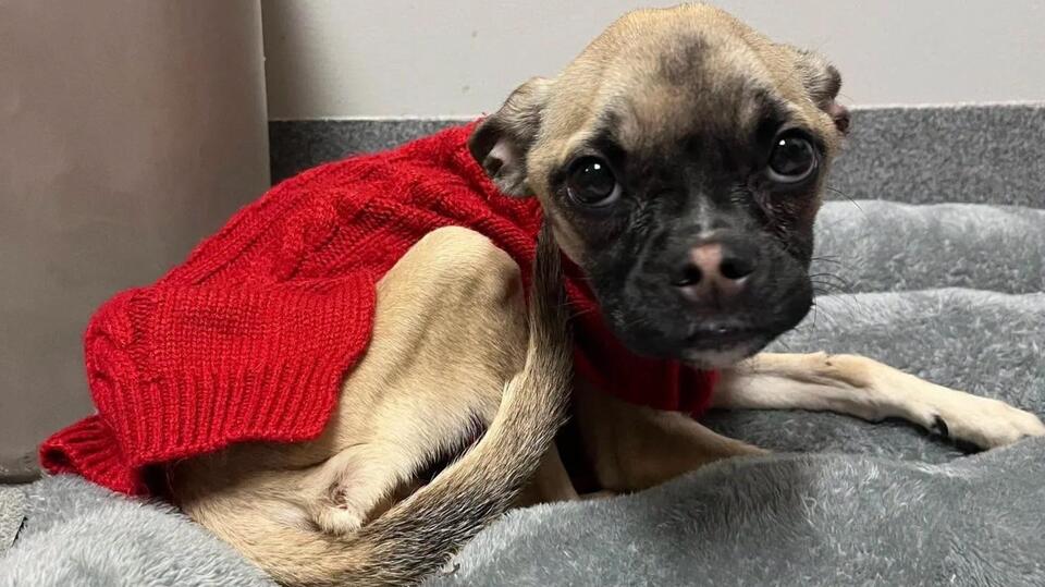 She Was Too Weak to Lift Her Head: Now Sprout Needs a Community to ...