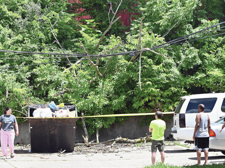 Photo: Tree falls on power lines