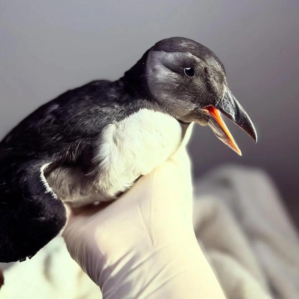 Blown off course, puffin found in Wrentham backyard recovering in R.I. - NewsBreak
