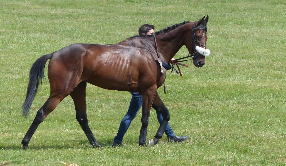 10 Thoroughbred Horse Traits That Demand a High-Energy Rider - NewsBreak