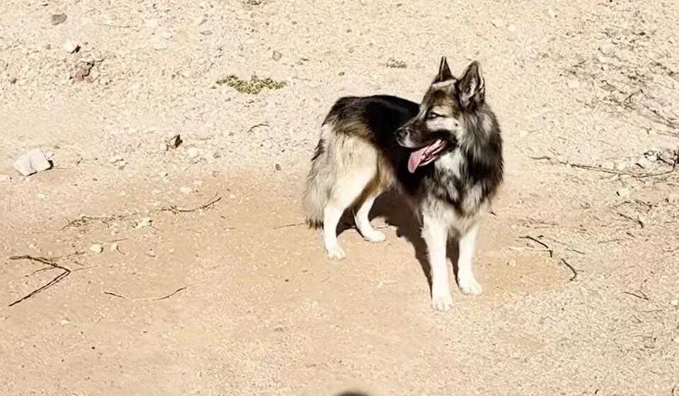 Heartbroken Husky Eclipse Rescued and Adopted After Family Deported ...