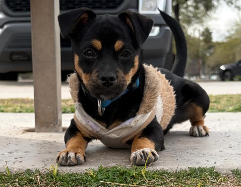 Point in Time Count 2026: Tracking homelessness across Tucson and Pima ...