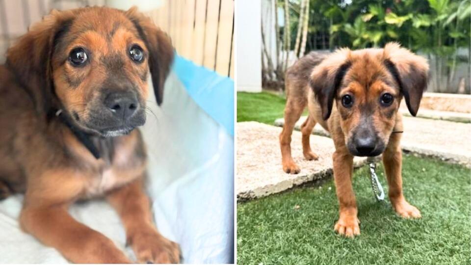 This 10lb Puppy Found Living Under a Car After Mother Was Killed is ...