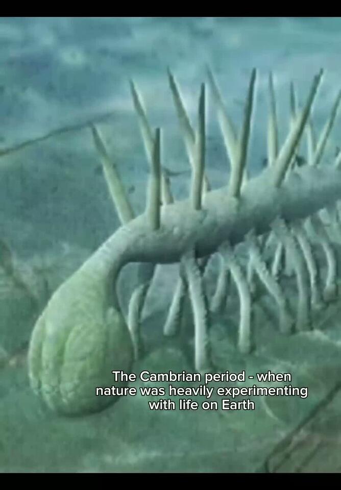 Life on earth was extremely strange 550 million years ago ...