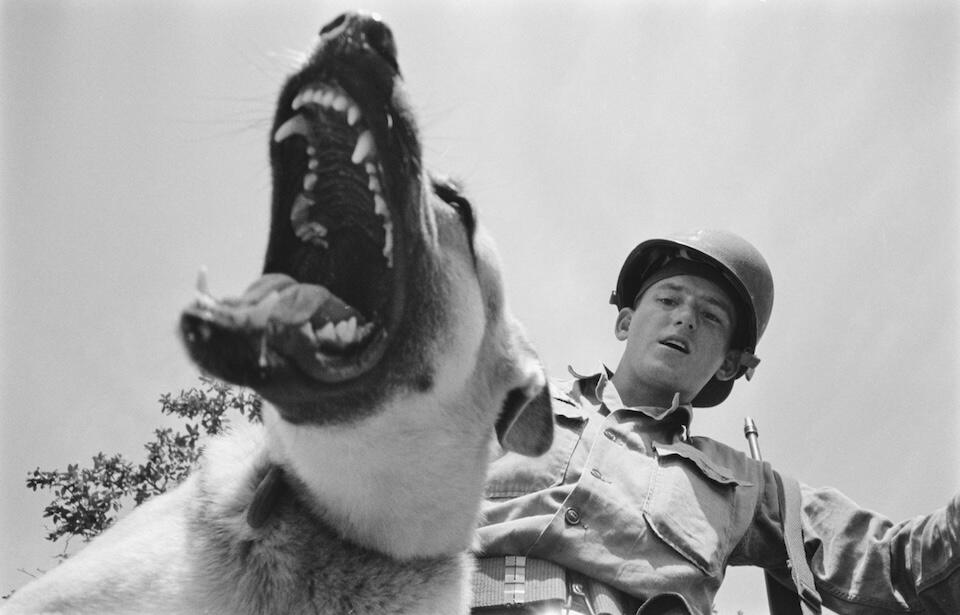 Did You Know the US Military Abandoned the Thousands of War Dogs it ...