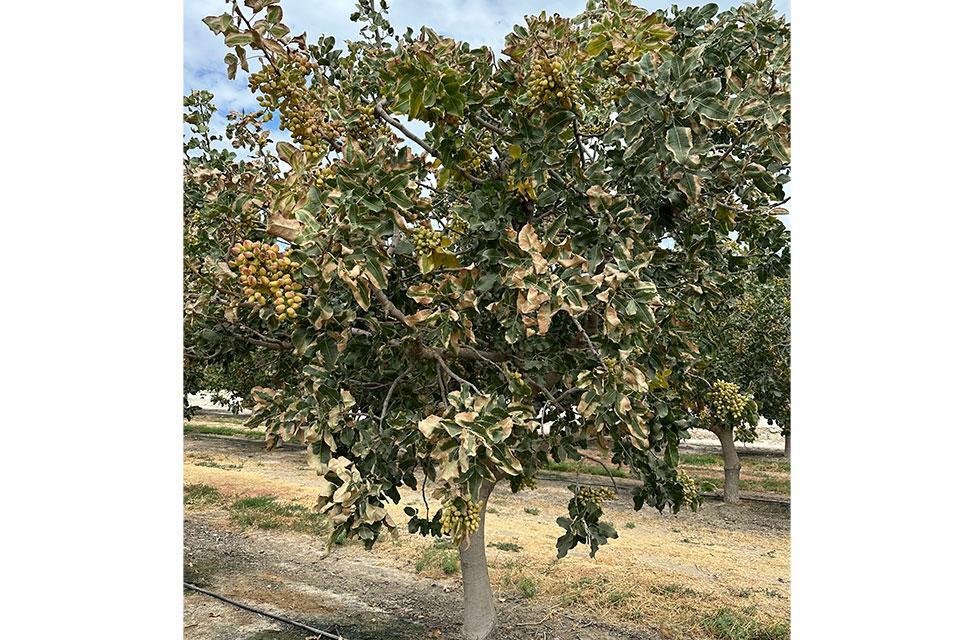 The Role of Fertilizers in Tree Nut Crop Salt Burn - NewsBreak