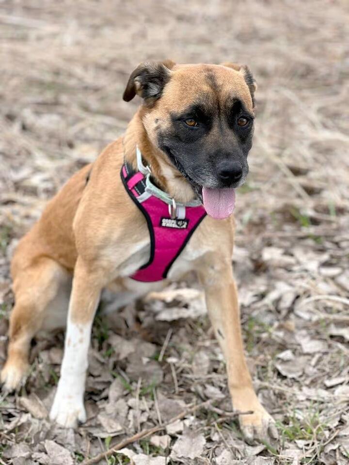 🐶 Playful, Gentle & Loyal Dogs Ready for Adoption in Savage, MN - NewsBreak