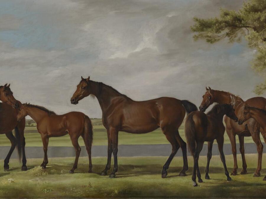 Kimbell Art Museum announces new piece by George Stubbs