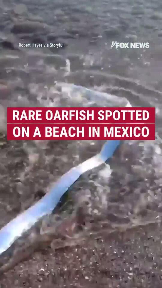 rare oarfish swims up to surface - NewsBreak
