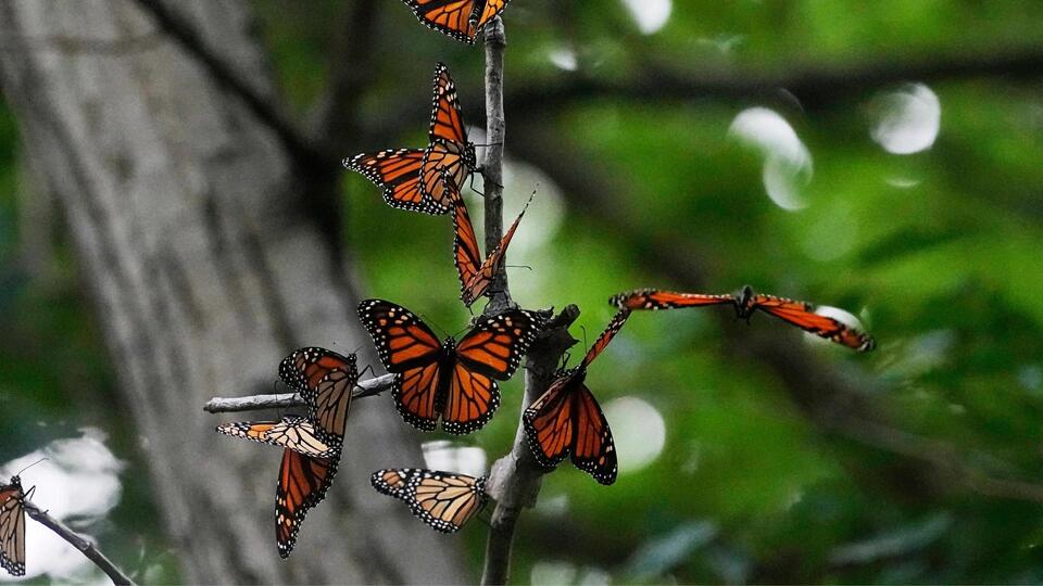 Low monarch butterfly count sparks call for locals to plant milkweed ...