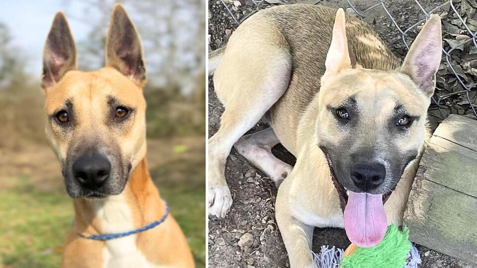 Young Dog Who Was Found "Emaciated & Let Down by the Humans Around Her ...