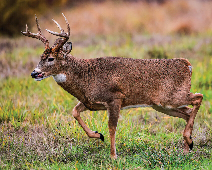 The mammals of Southwest of Washington - NewsBreak