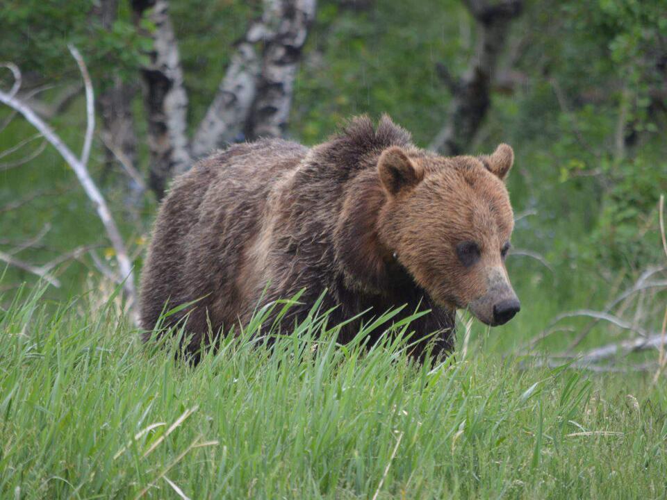 This Land Animal Can Lift 2,000 Pounds