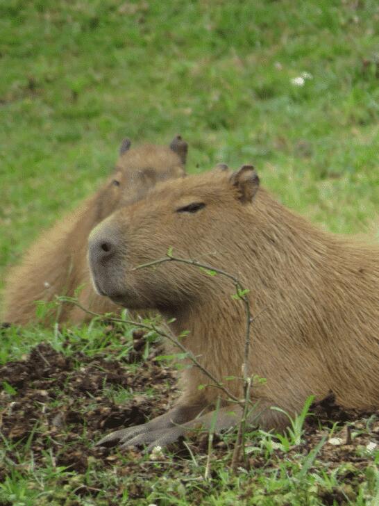 Meet The Surprisingly Largest Rodent In The World - NewsBreak
