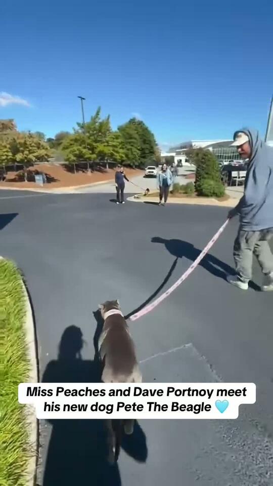 Dave Portnoy Miss Peaches Welcome Pete The Beagle to the family Miss ...