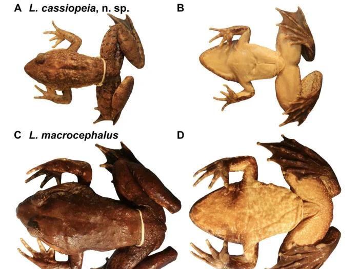 New Fanged Frog Species Discovered in the Philippines, Hidden in Plain ...