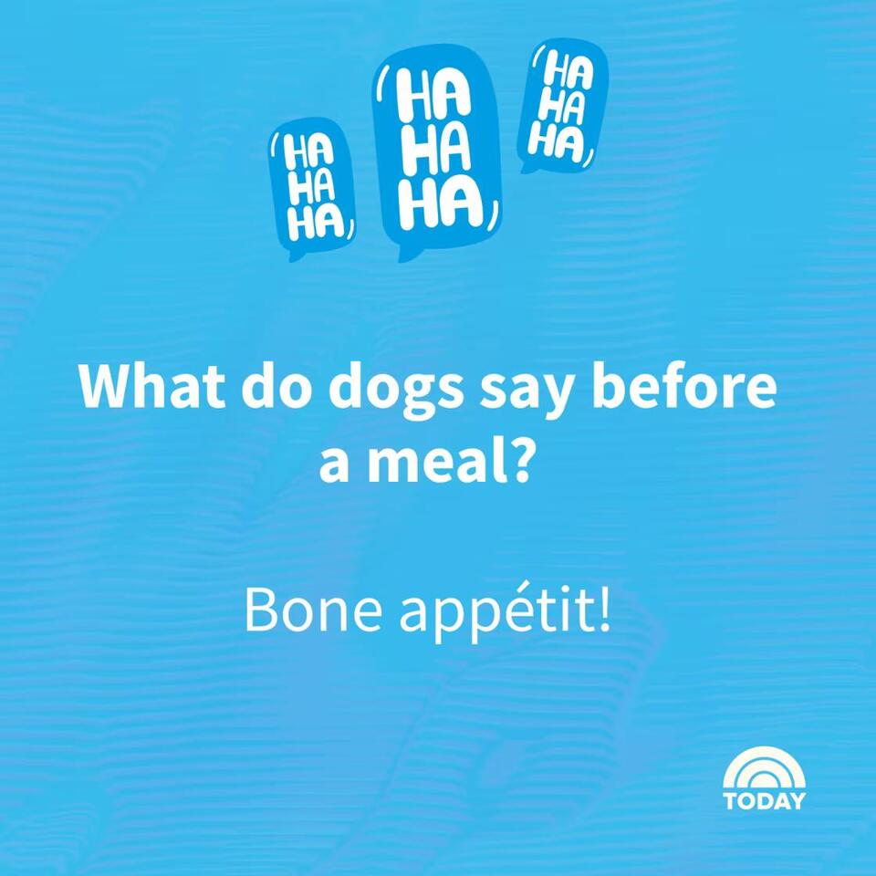 42 dog jokes that will make you howl with laughter - NewsBreak