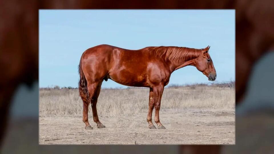 Logan County horse barn fire sparks outpouring of support after ...