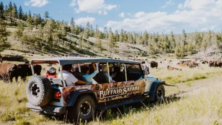 This South Dakota Resort Lets You Safari Through Wild Buffalo Herds ...