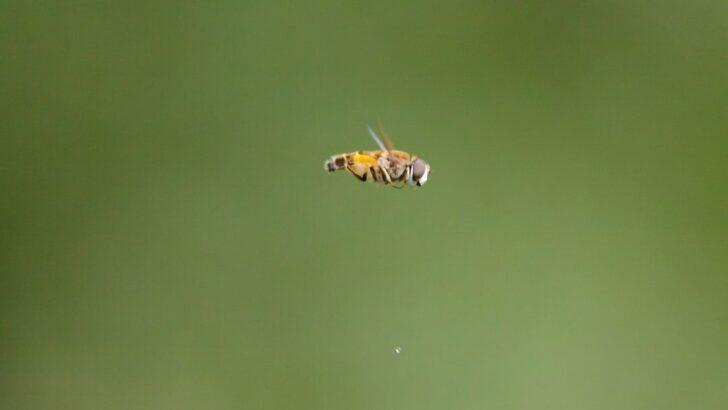 Could You Escape a Swarm of Killer Bees? Entomologists Explain the Only ...