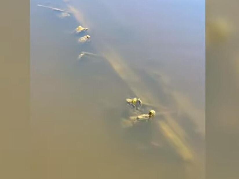 Texas Drought Reveals Sunken Ship At The Bottom Of Neches River